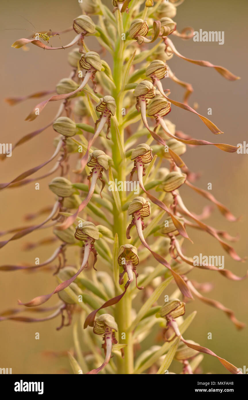 Mediterranean katydid (Phaneroptera nana) on Lizard orchid ...