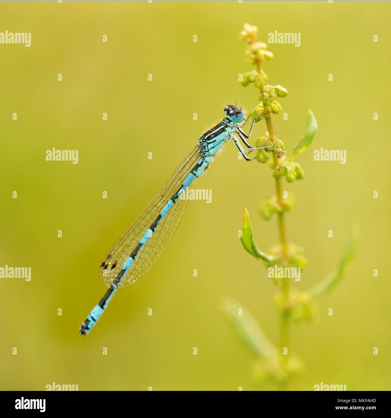 Southern Damselfly (Coenagrion mercuriale) on a flowering stalk in a ...