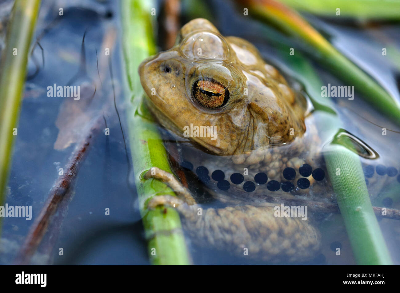 Common Toad (Bufo bufo) male surrounded by eggs in rosaries in the reed ...