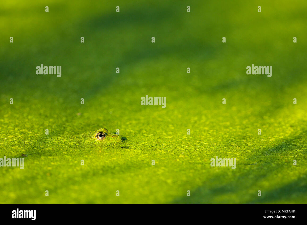 Frog rana sp hi-res stock photography and images - Alamy