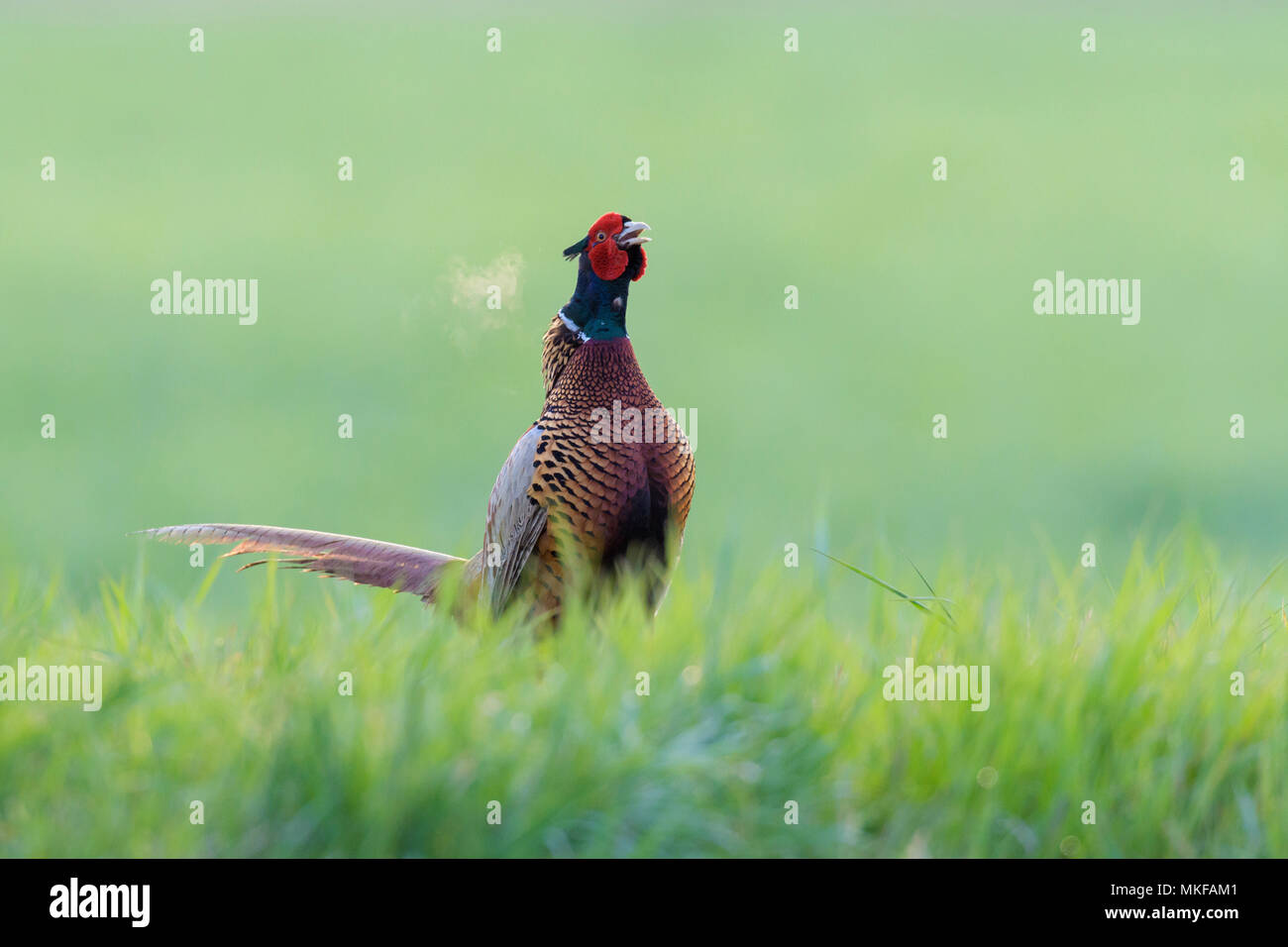 Ring-necked Pheasant (Phasianus colchicus) male displaying in spring ...