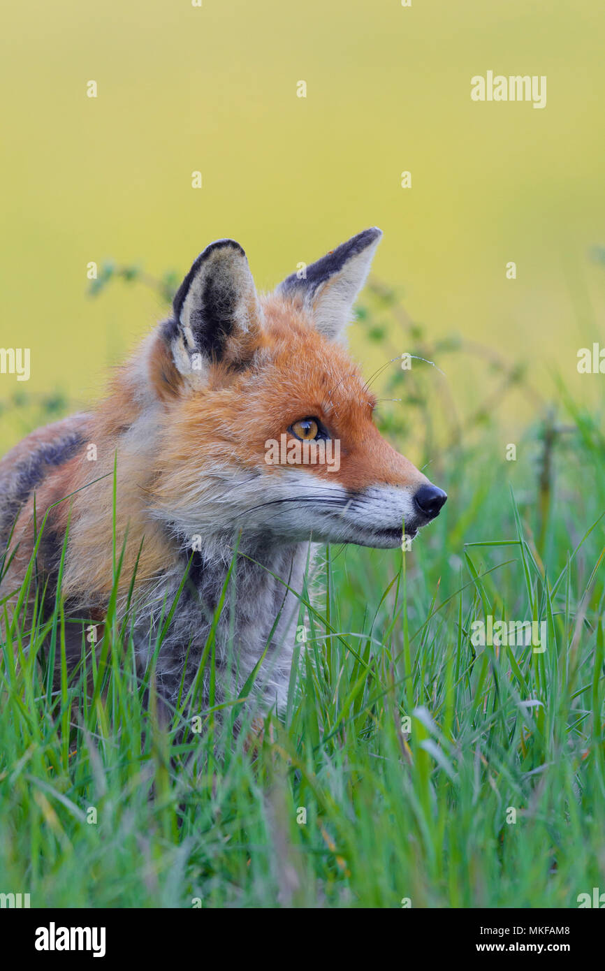 Portrait of Red Fox (Vulpes vulpes) on a meadow in spring, Hesse ...