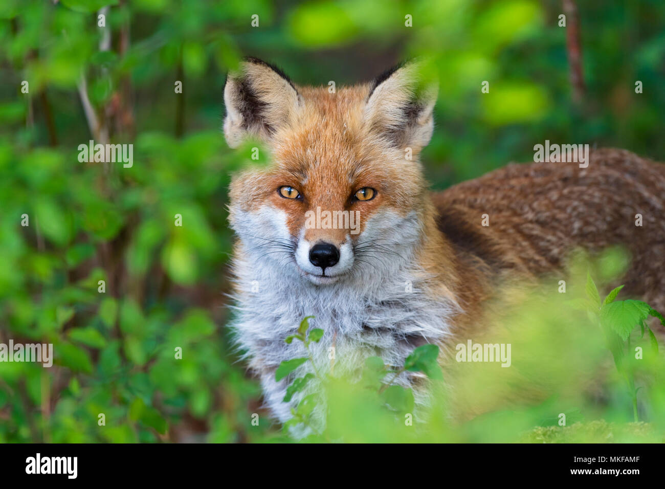 Portrait of Red Fox (Vulpes vulpes) on a hedge in spring, Hesse ...