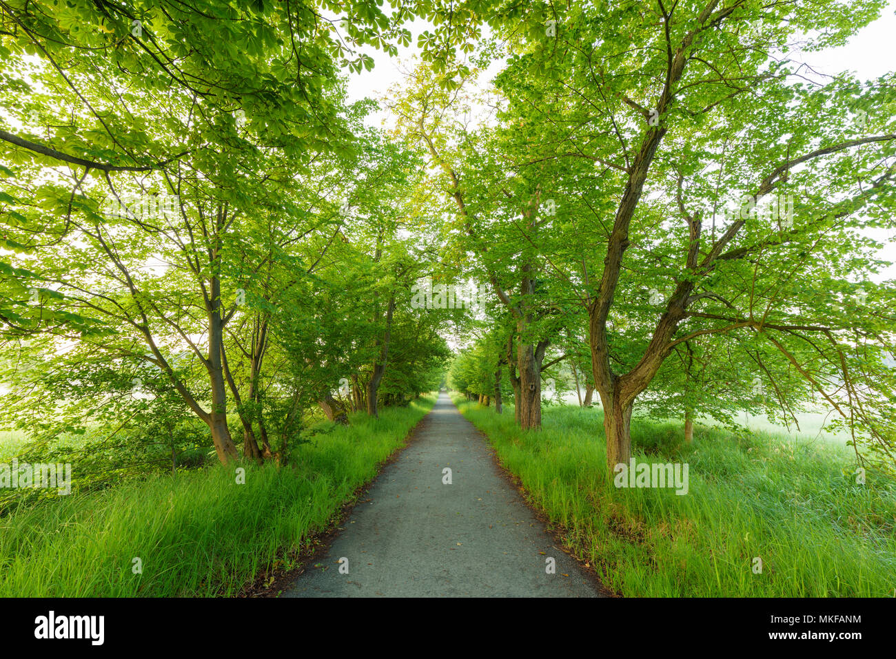 Tree pathway in Spring, Hesse, Germany Stock Photo - Alamy