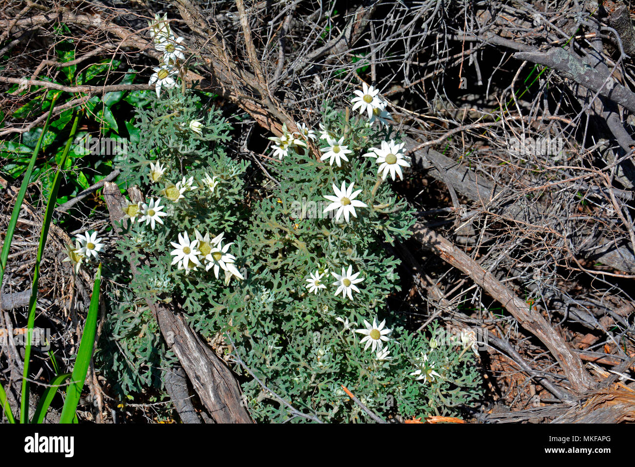 Flannel flower (Actinotus helianthi), Manly beach, North Head, Sydney ...