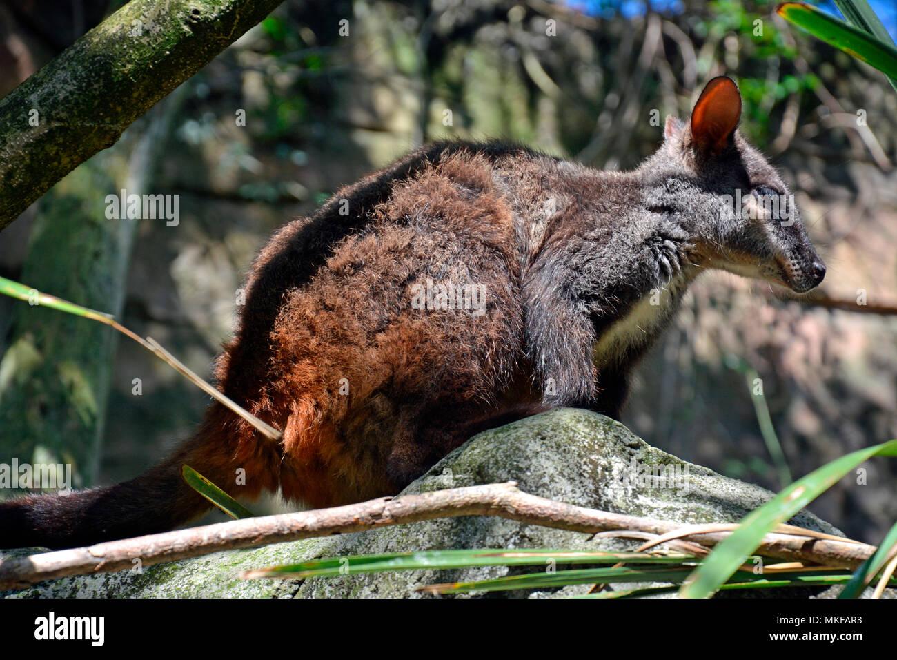 Brush tailed rock wallabies petrogale penicillata hi-res stock ...