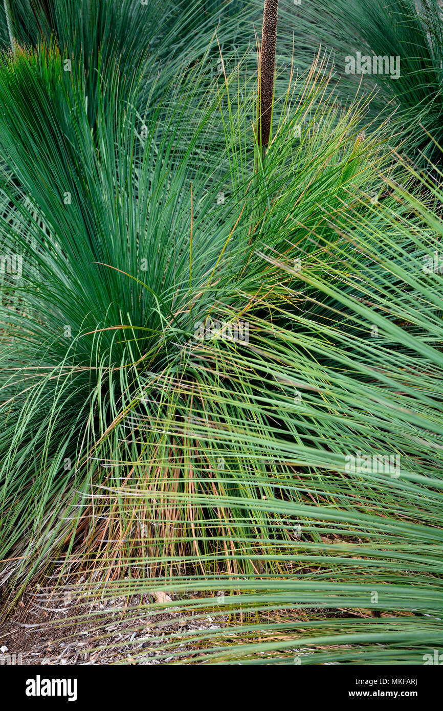Xanthorrhoea hi-res stock photography and images - Alamy