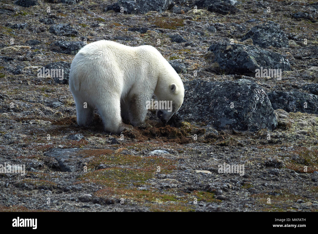 Lemming arctic hi-res stock photography and images - Alamy