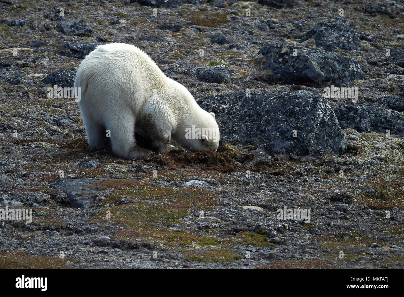 Collared lemming tundra hi-res stock photography and images - Alamy