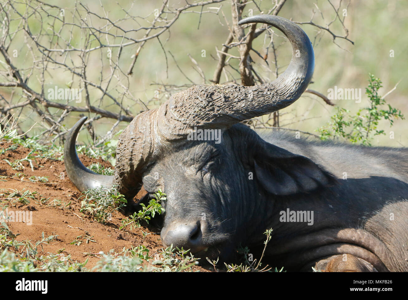 African Buffalo (Syncerus caffer) sleeping, Kruger NP, South Africa ...