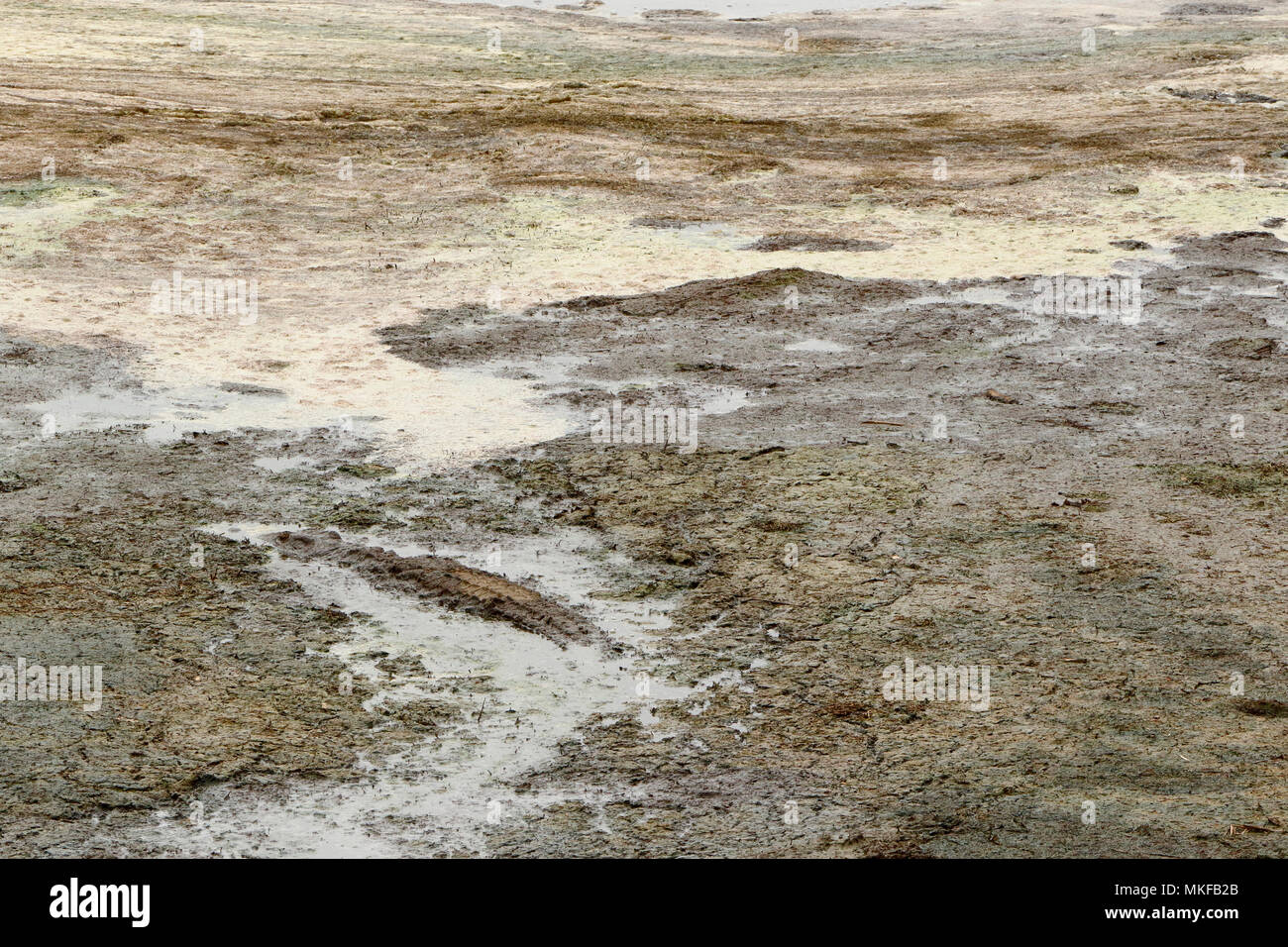 Nile Crocodile (Crocodylus niloticus) in drought period, Kruger NP ...