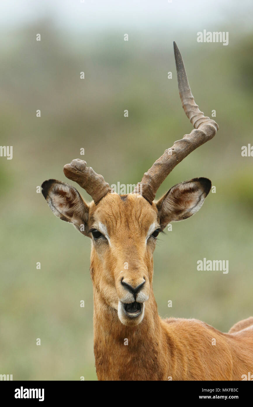 Impala (Aepyceros melampus) Impala male with broken horn in a fight ...