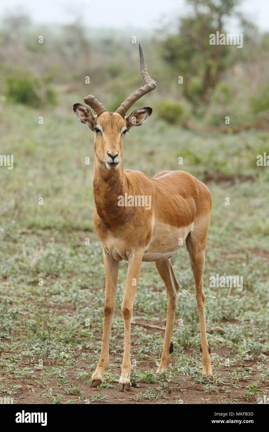 Impala (Aepyceros melampus) Impala male with broken horn in a fight ...