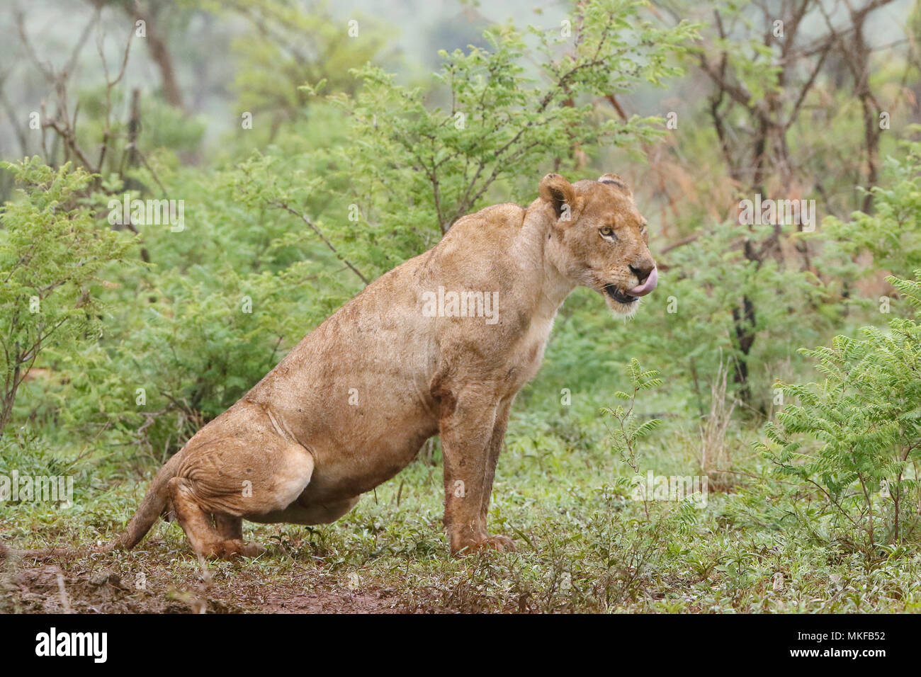 Lion (Panthera leo) defeating lioness, Kruger NP, South Africa Stock ...