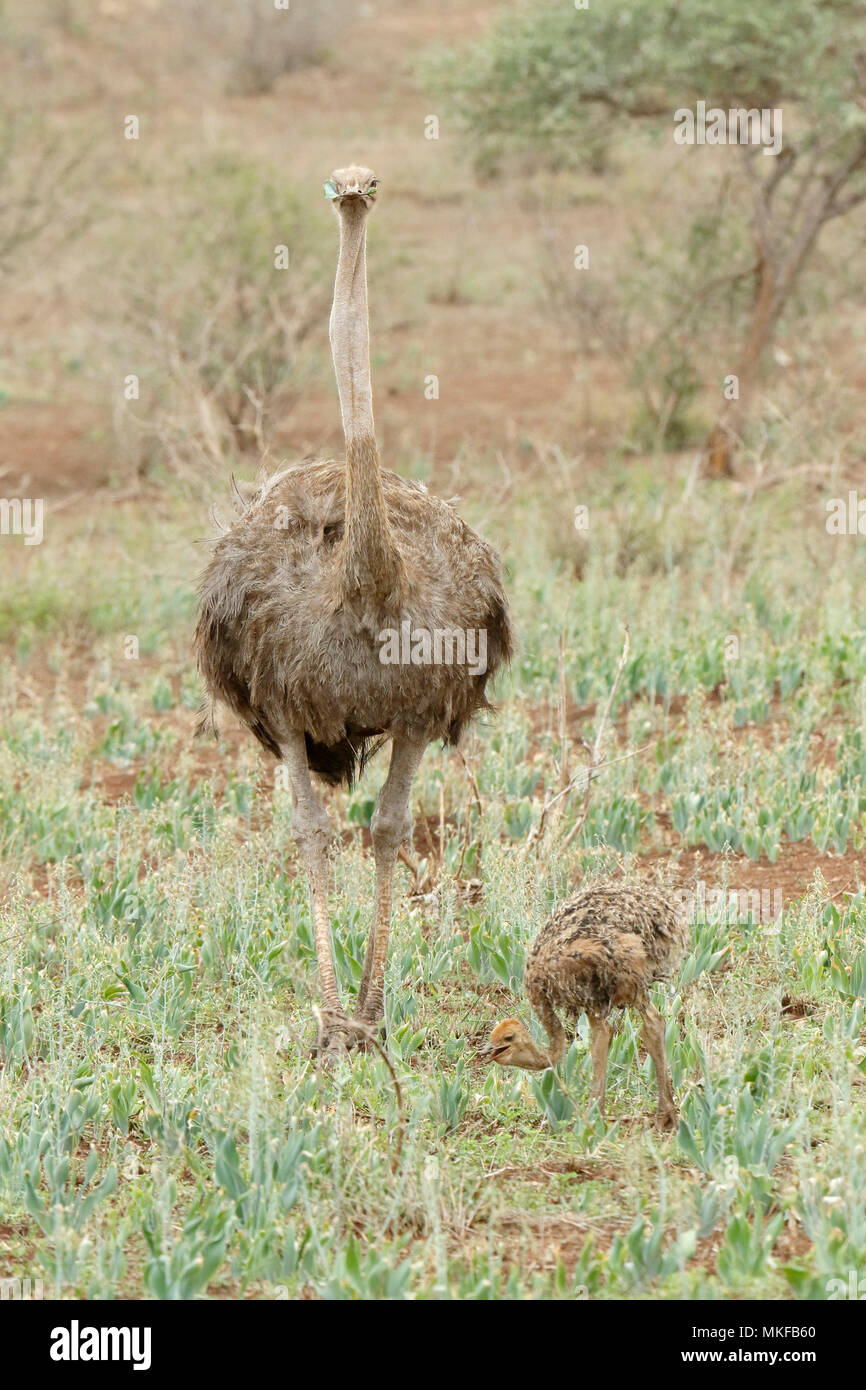 Struthionidae hi-res stock photography and images - Alamy