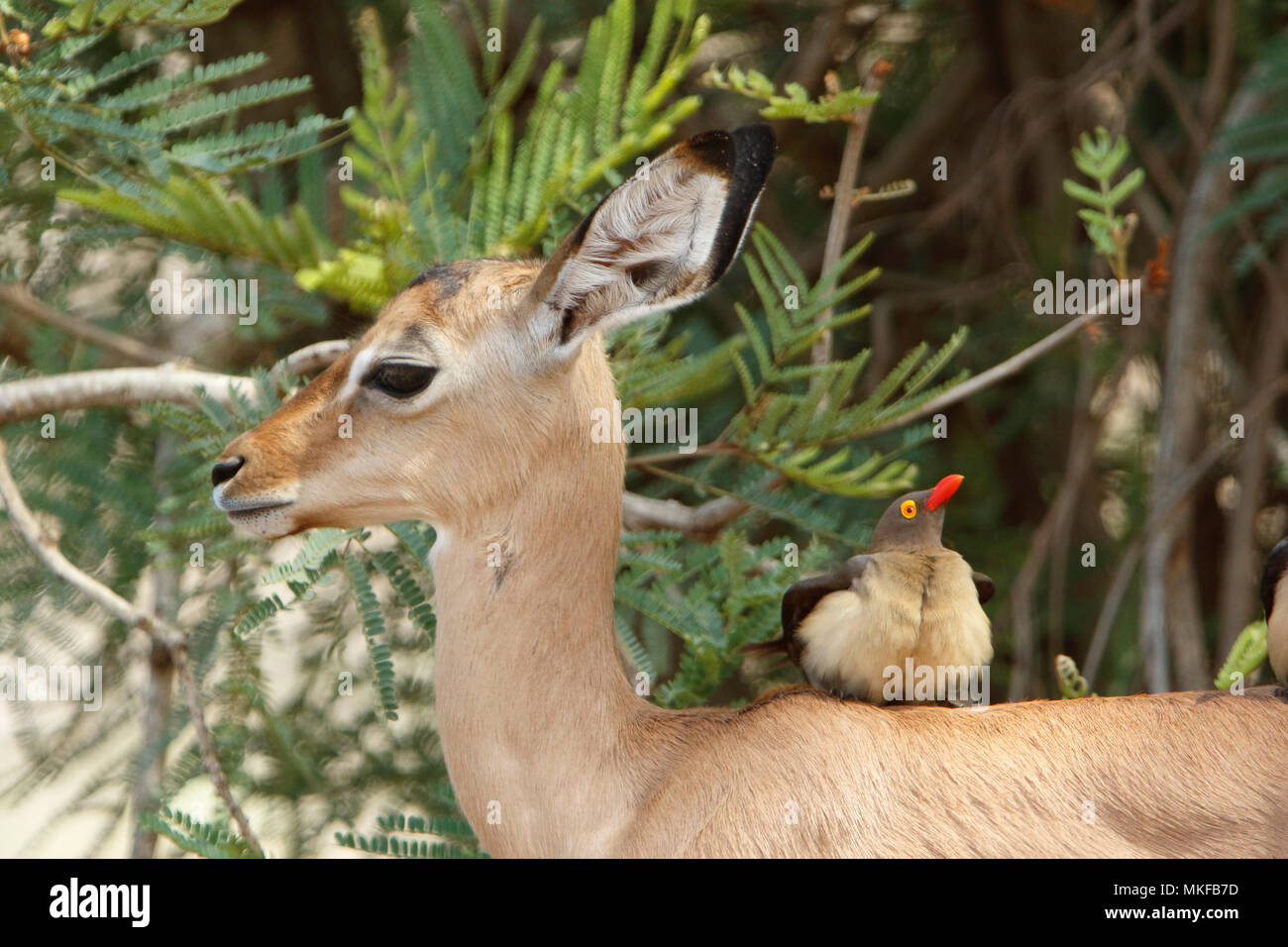 Red billed oxpeckers with young hi-res stock photography and images - Alamy