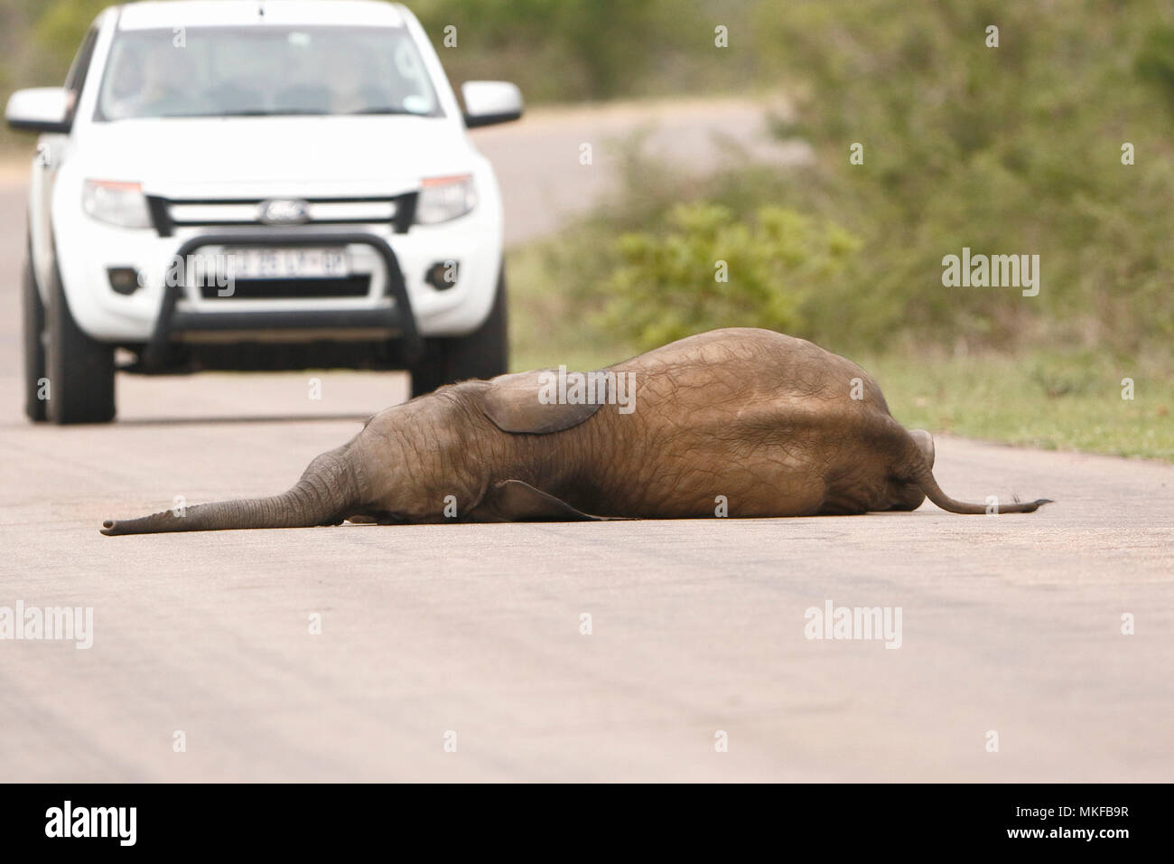 African elephant (Loxodonta africana) baby elephant lying on the road ...