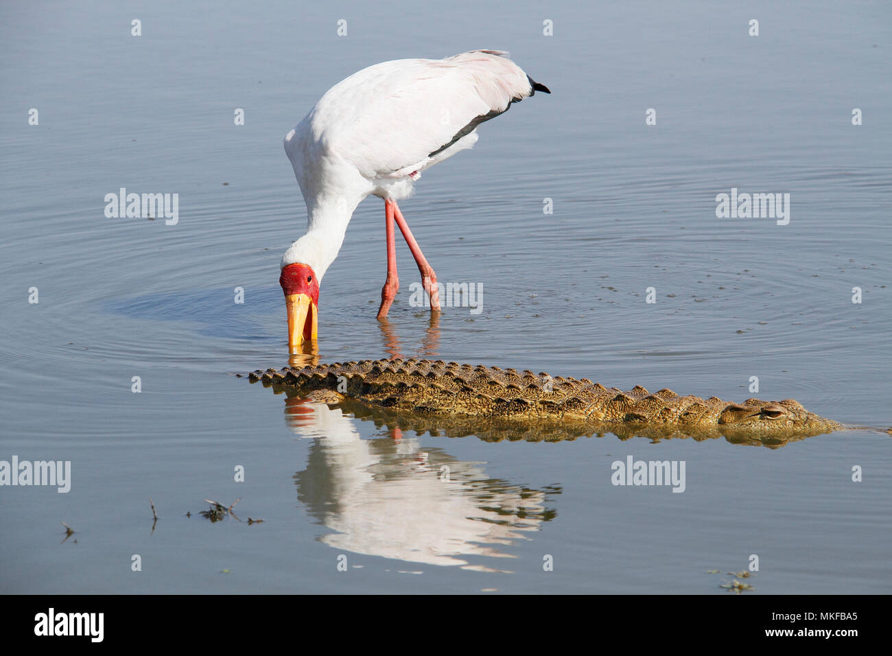 Yellow-billed Stork (Mycteria ibis) and Nile crocodile (Crocodylus ...