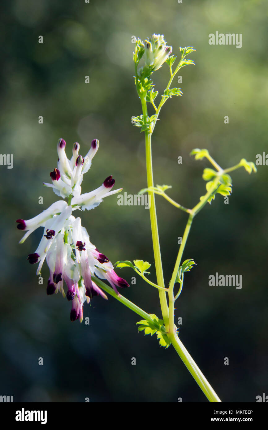 Fumitory family hi-res stock photography and images - Alamy