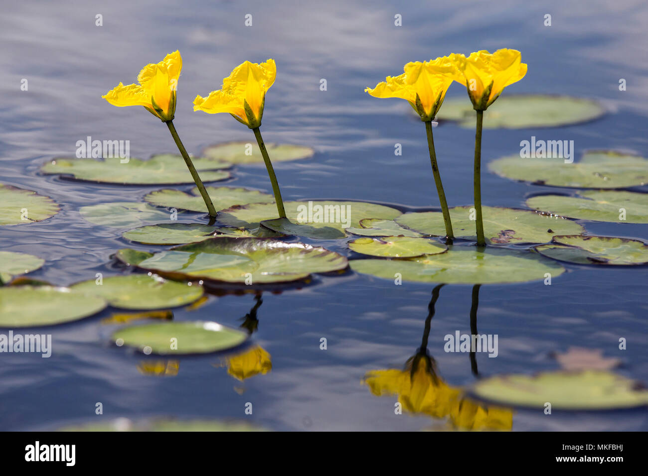 Yellow floatingheart (Nymphoides peltata) flower in spring, forest pond ...