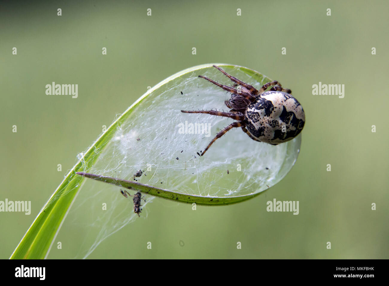 Larinioides Cornutus Spider Araneidae High Resolution Stock Photography ...