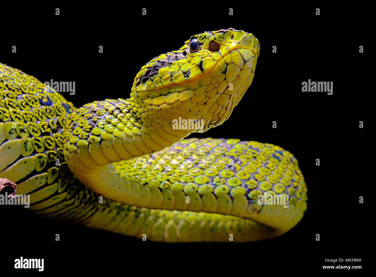 Pitvipers hi-res stock photography and images - Alamy
