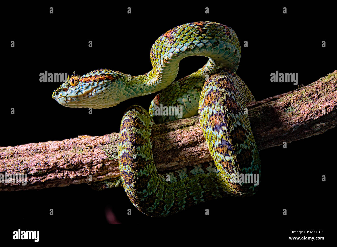 Blotched palm pit viper hi-res stock photography and images - Alamy