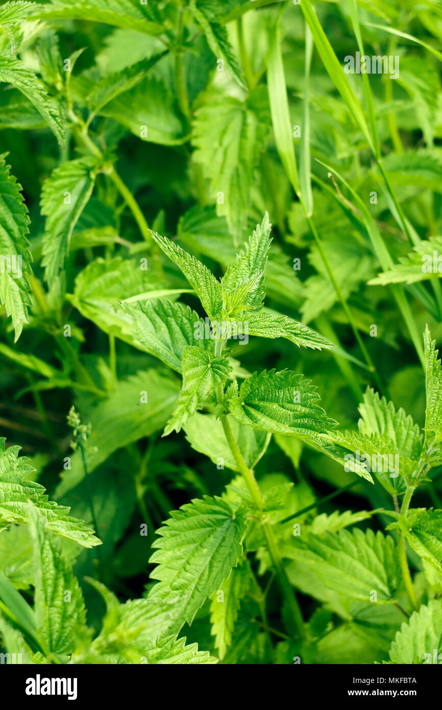 Close up of wild stinging nettles Stock Photo - Alamy