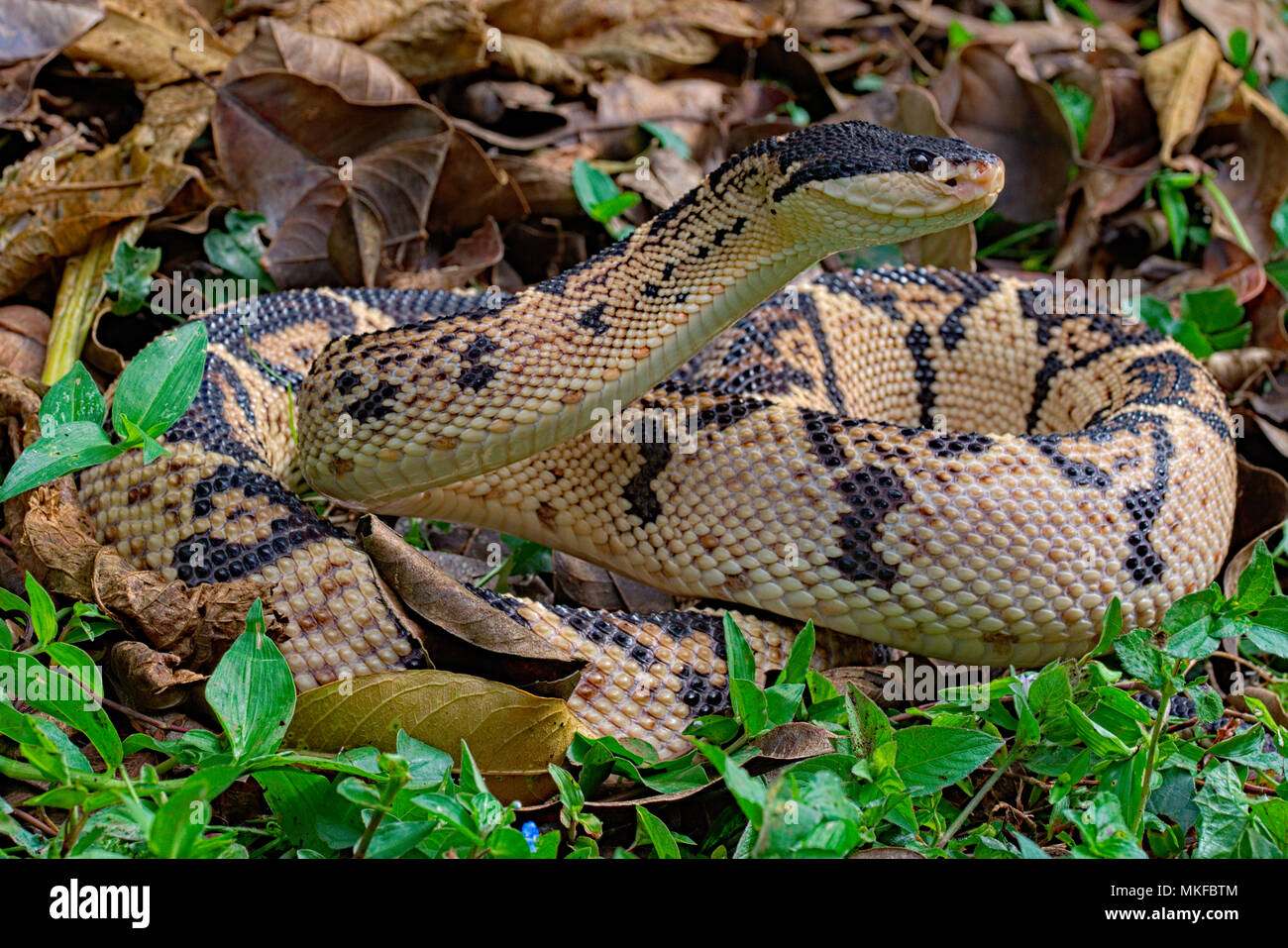 Black Headed Bushmaster Snake