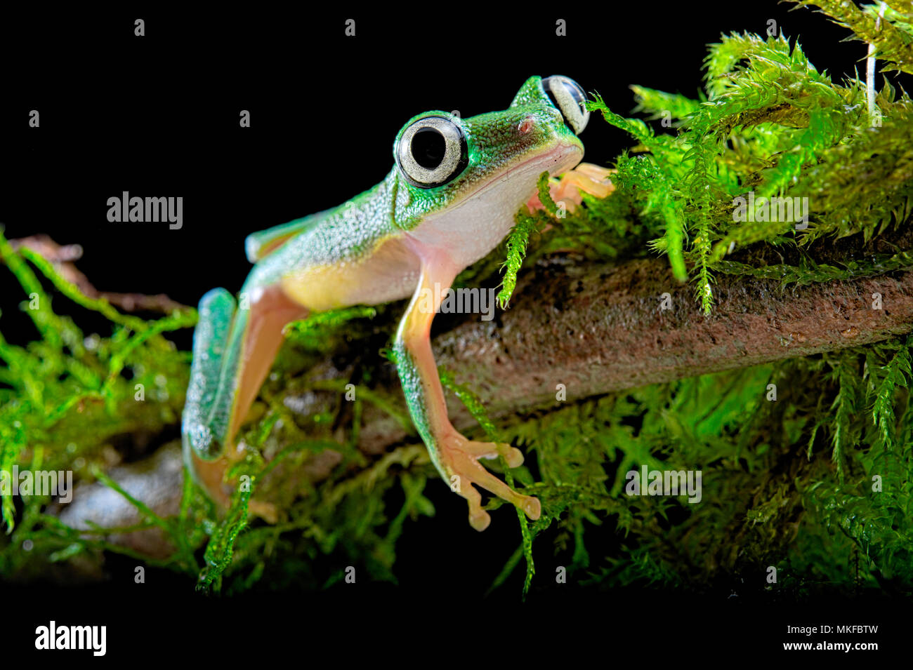 Solo lemur hi-res stock photography and images - Alamy