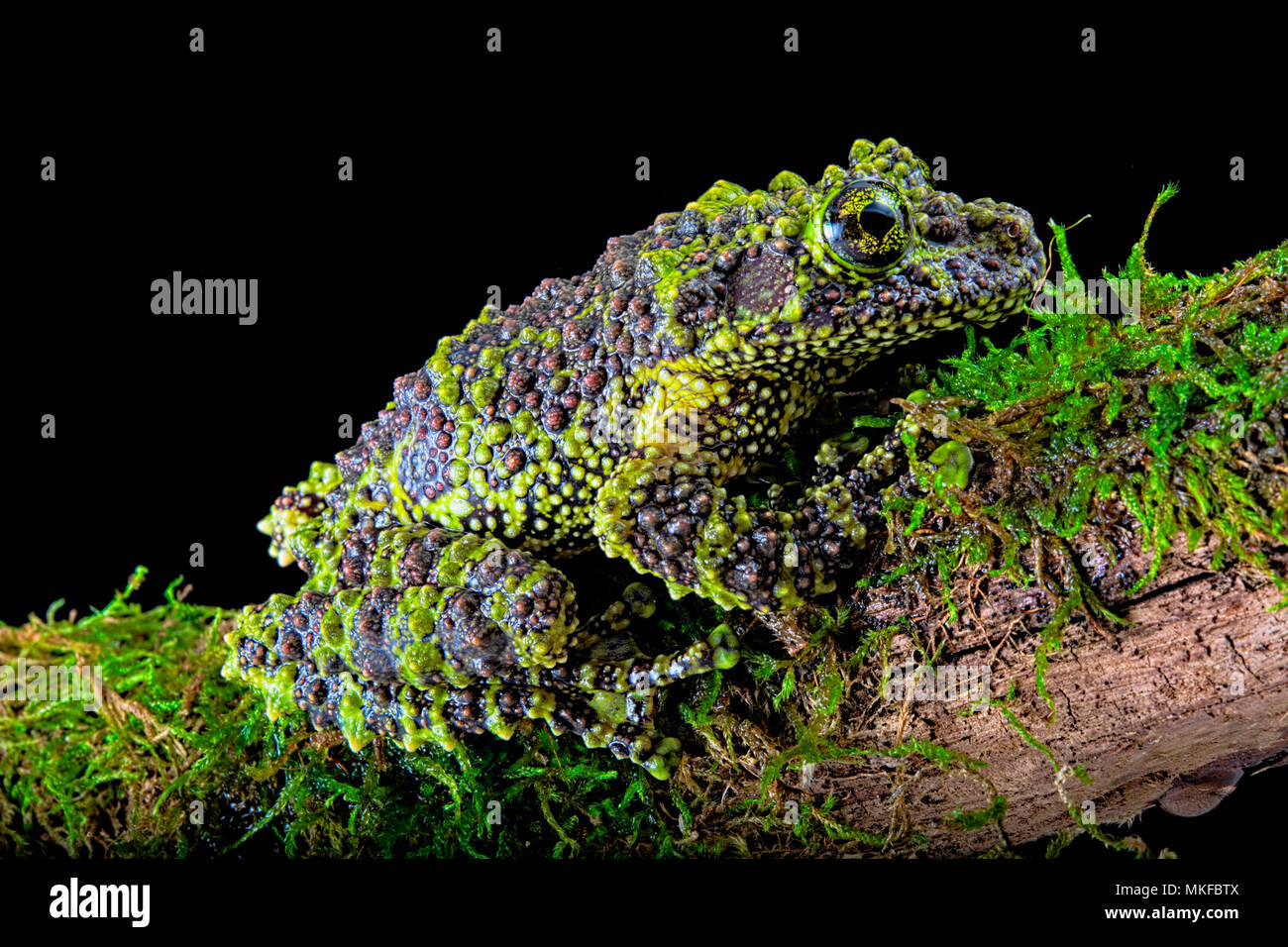 Mossy frog (Theloderma corticale) from Tam-dao Vietnam on black ...