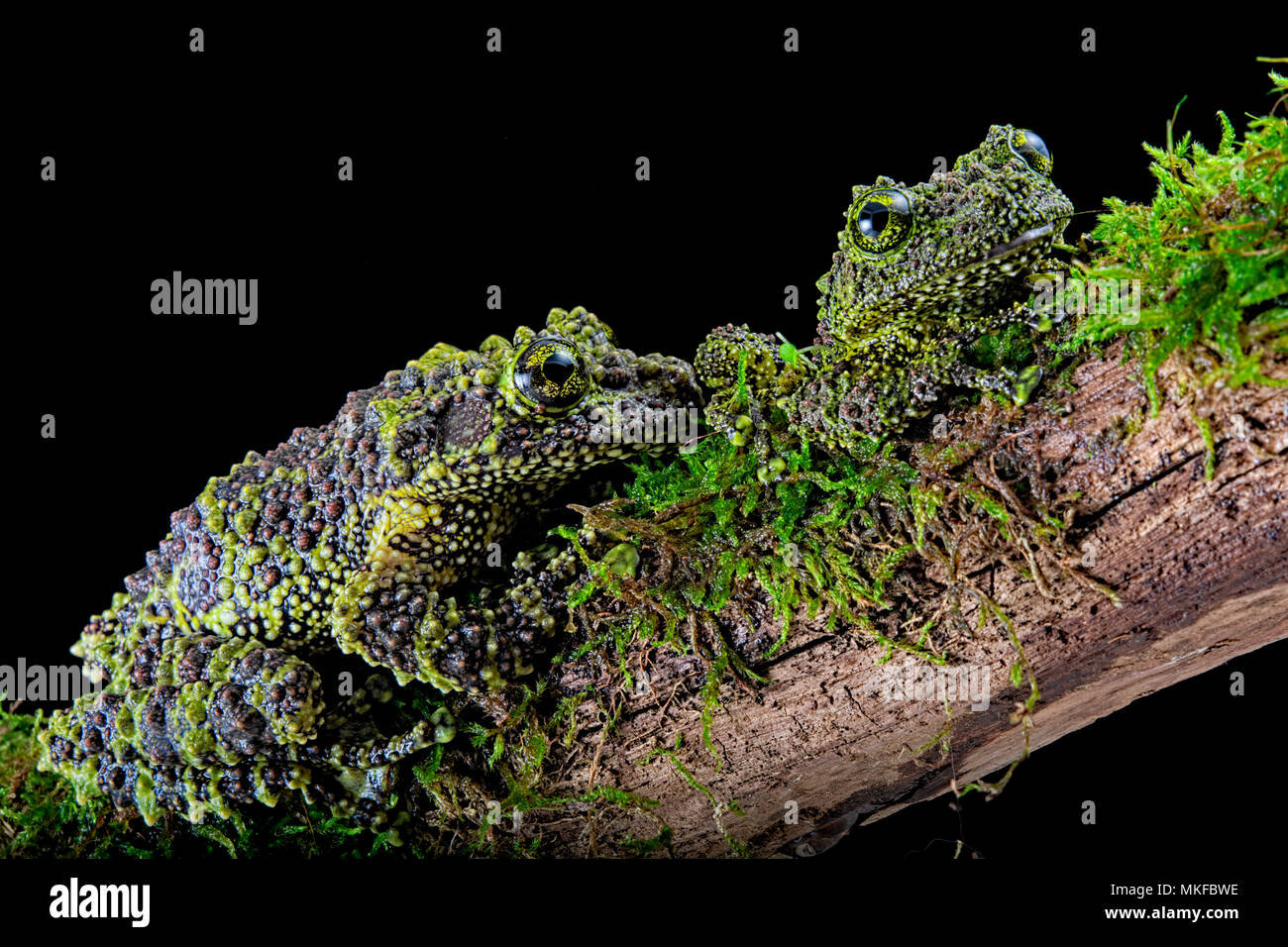 Mossy frog (Theloderma corticale) from Tam-dao Vietnam on black ...