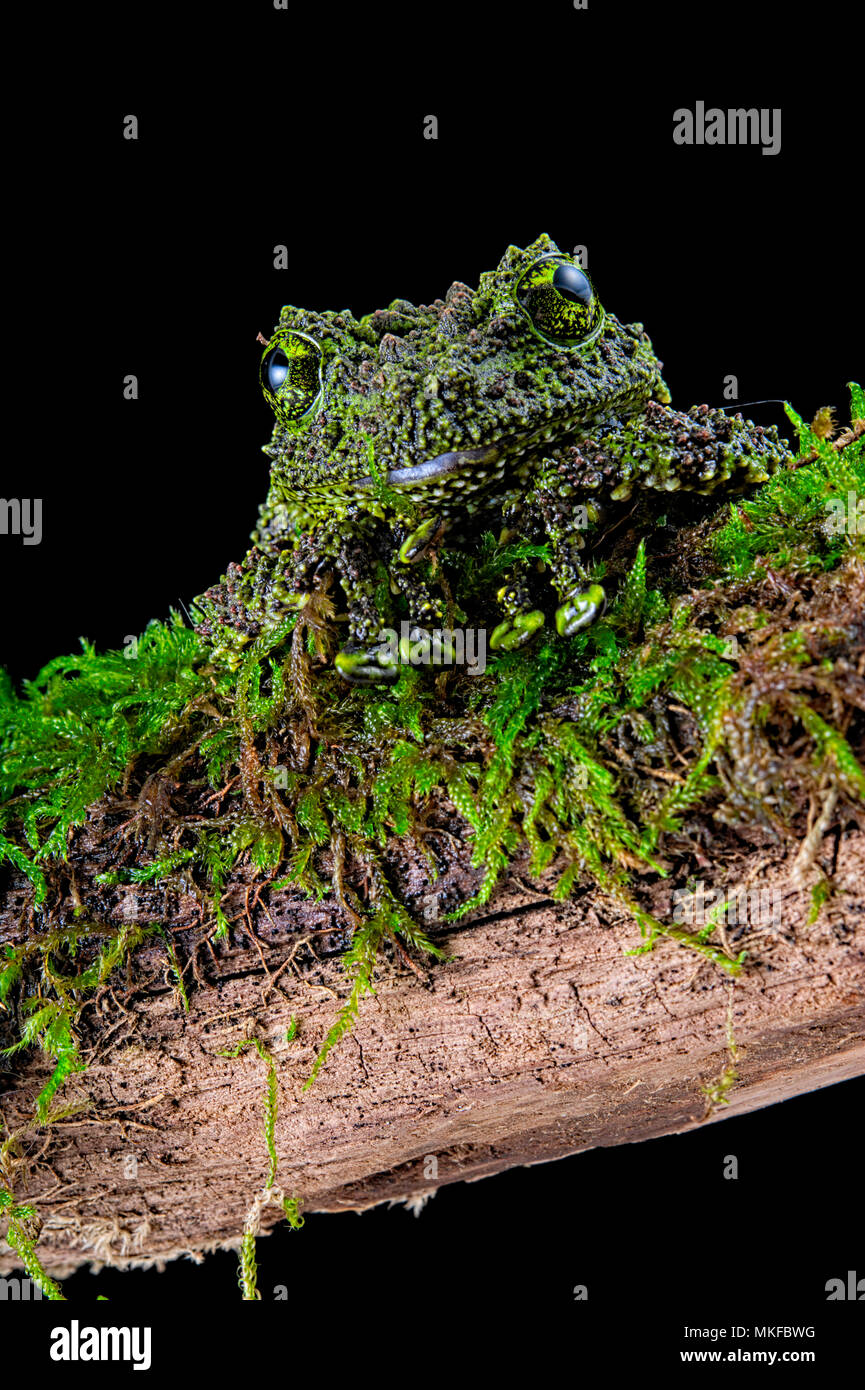 Mossy frog (Theloderma corticale) from Tam-dao Vietnam on black ...