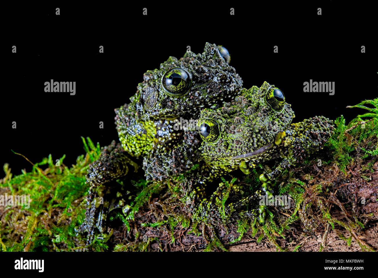 Mossy frog (Theloderma corticale) from Tam-dao Vietnam on black ...