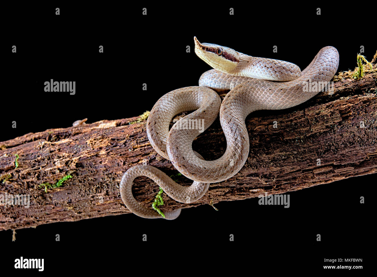 Rhinoceros ratsnake hi-res stock photography and images - Alamy