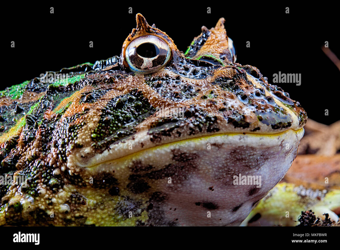 Frog anatomy mouth hi-res stock photography and images - Alamy