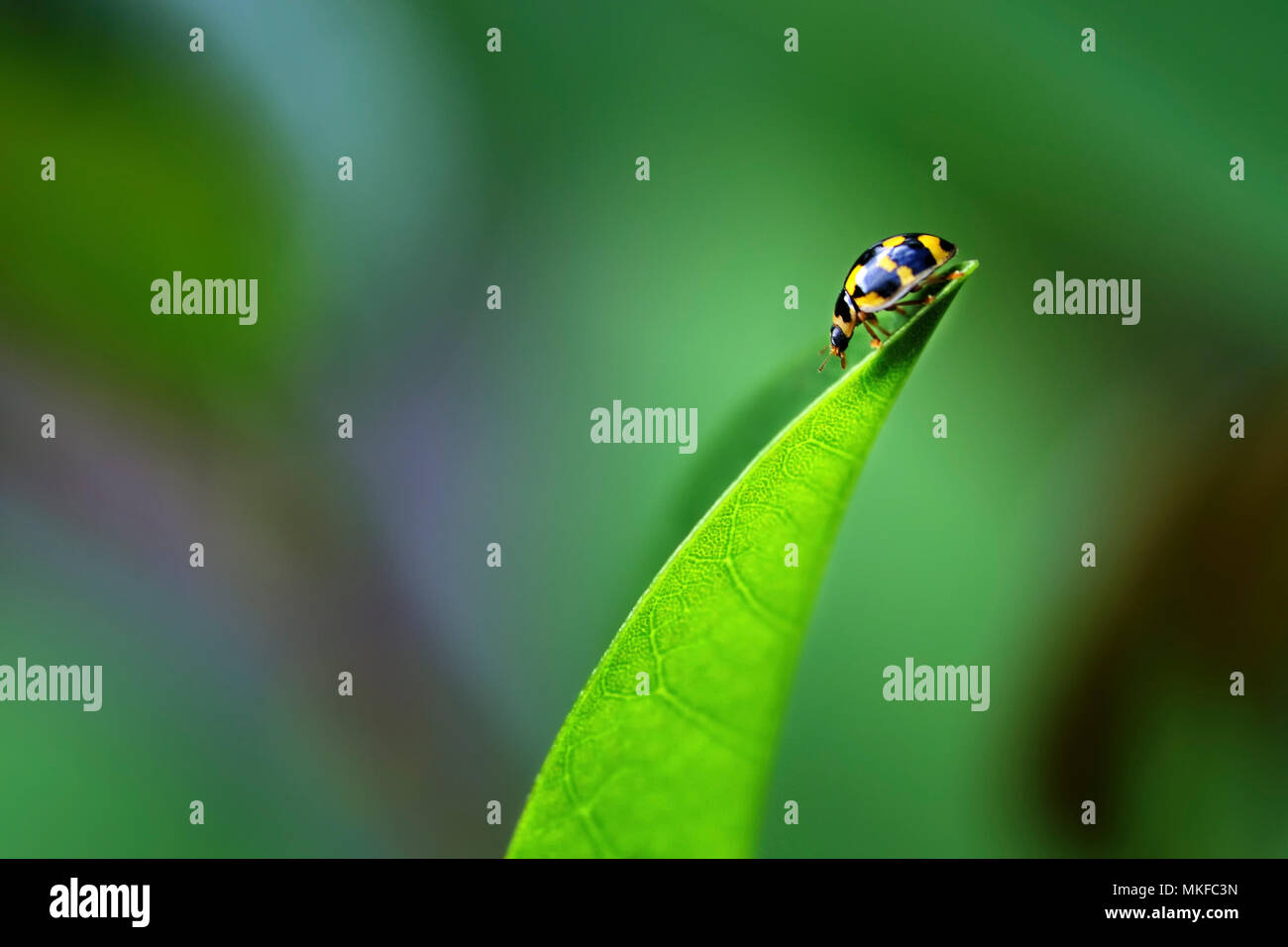 Coleoptera coccinellidae ladybug hi-res stock photography and images ...