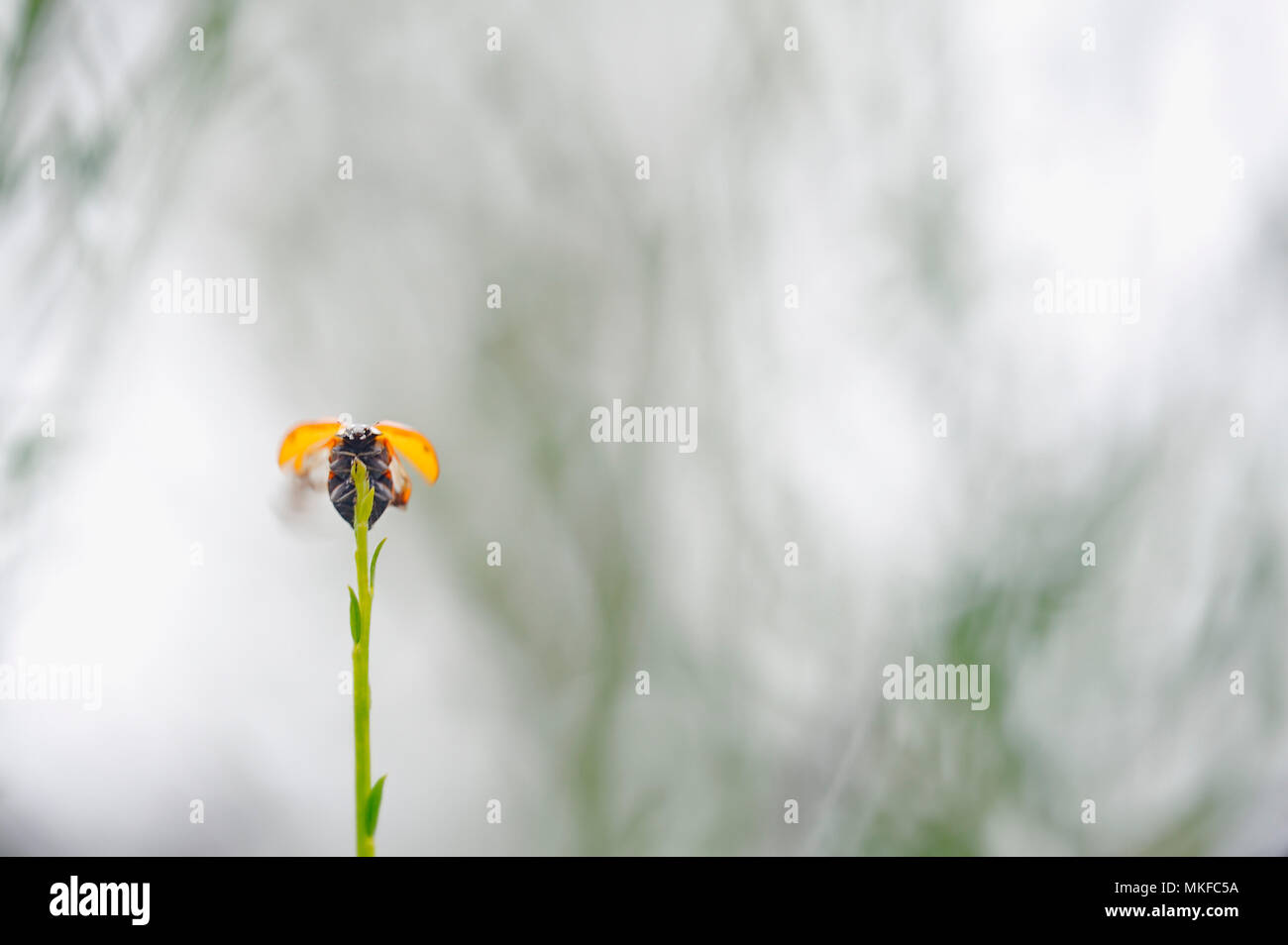 Coleoptera flying hi-res stock photography and images - Alamy