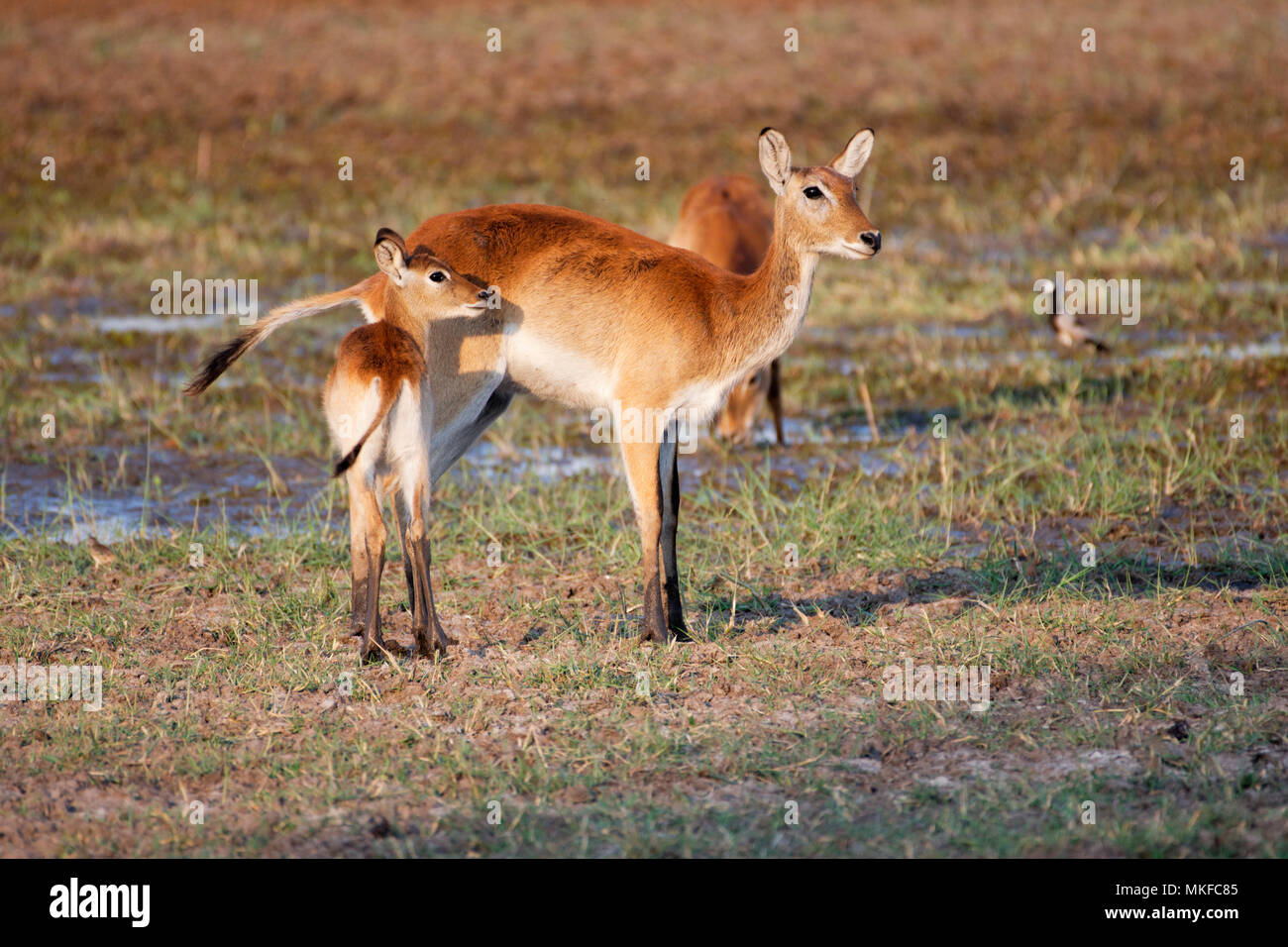 Female lechwe hi-res stock photography and images - Alamy