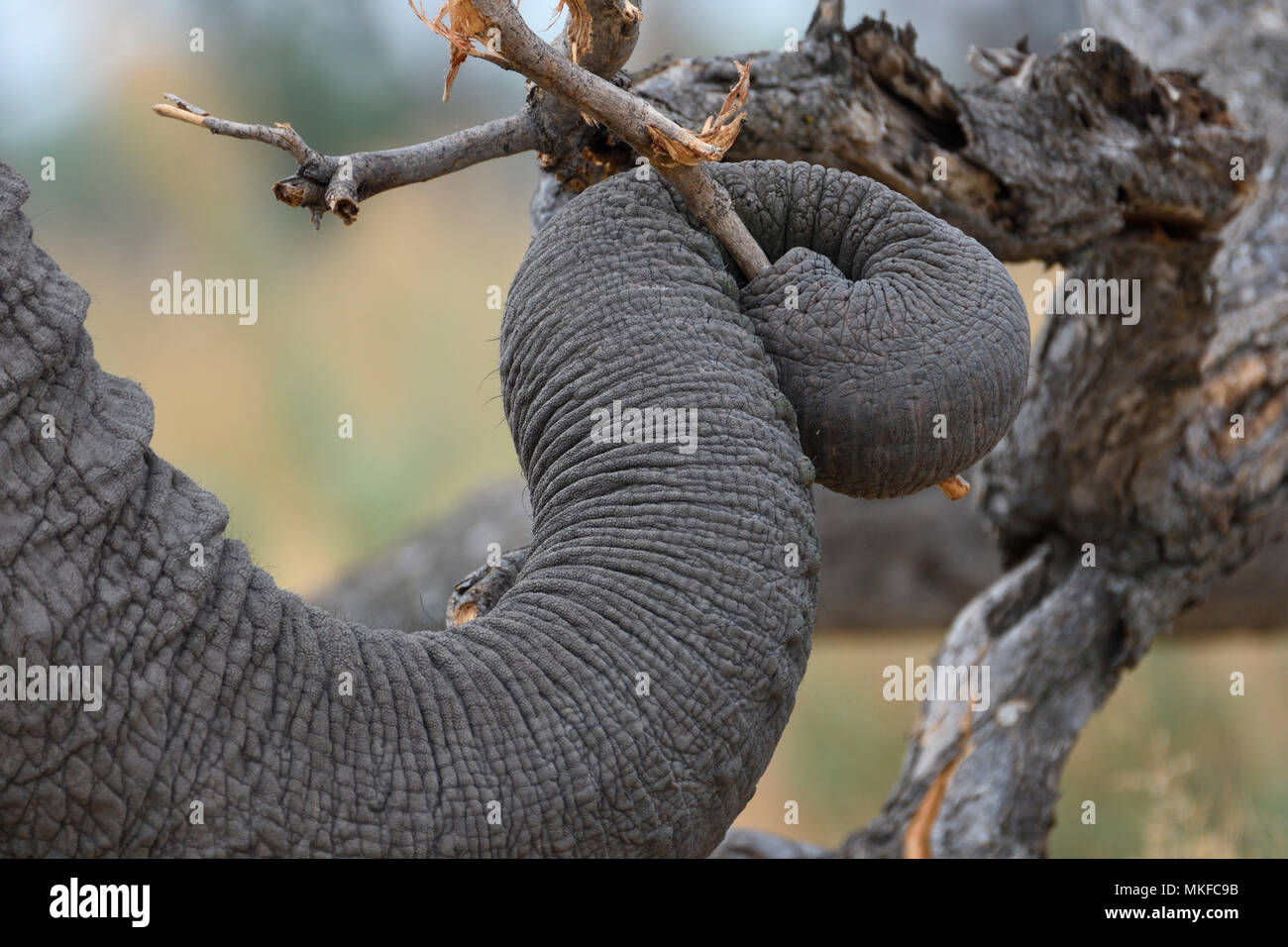 African elephant trunk holding hi-res stock photography and images - Alamy