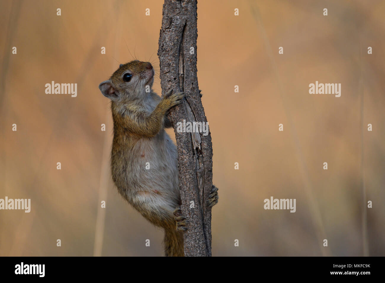 Smith's bush squirrel (Paraxerus cepapi) on a trunk, Botswana Stock ...