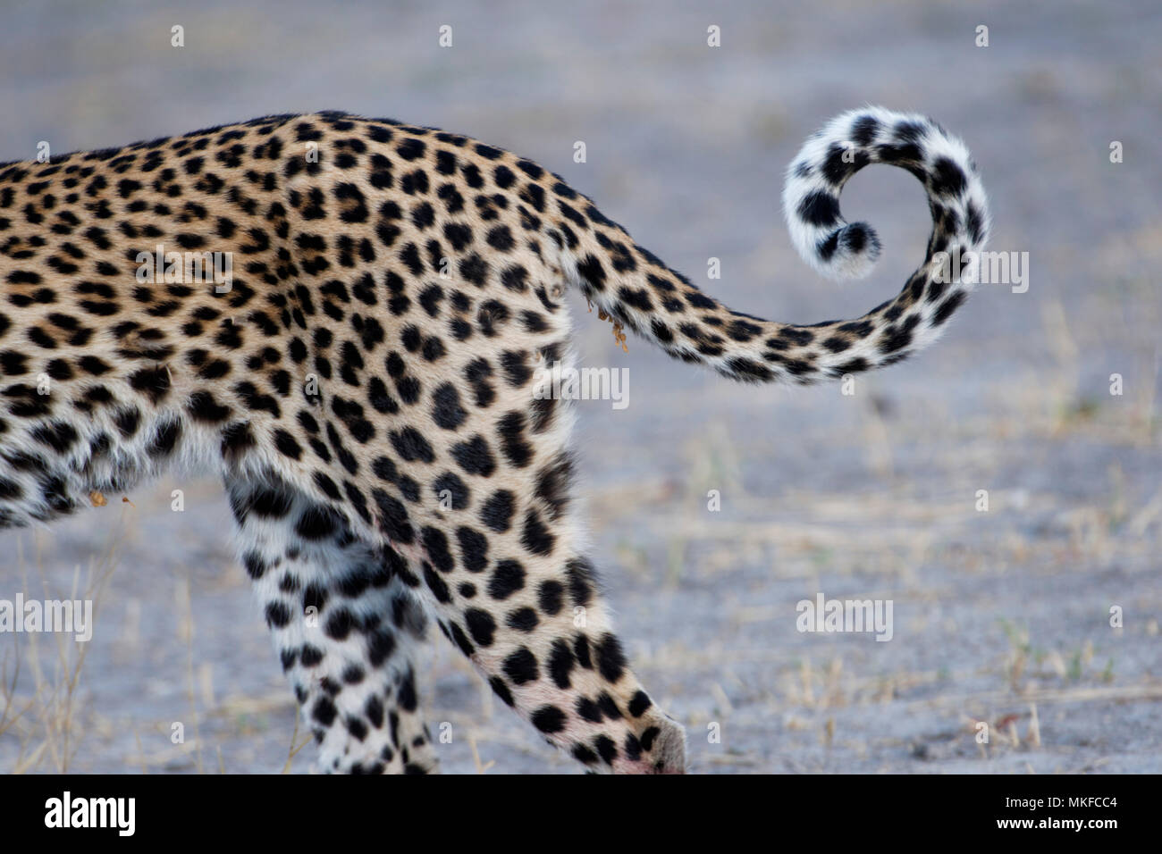 Leopard (Panthera pardus) tail, Botswana Stock Photo - Alamy