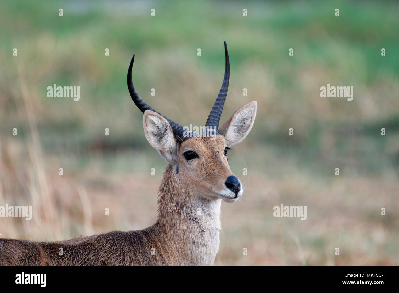 Portrait of Southern Reedbuck (Redunca arundinum), Botswana Stock Photo ...