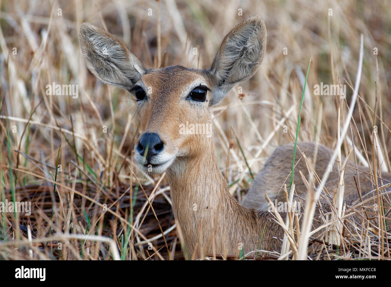 Portrait of Southern Reedbuck (Redunca arundinum), Botswana Stock Photo ...
