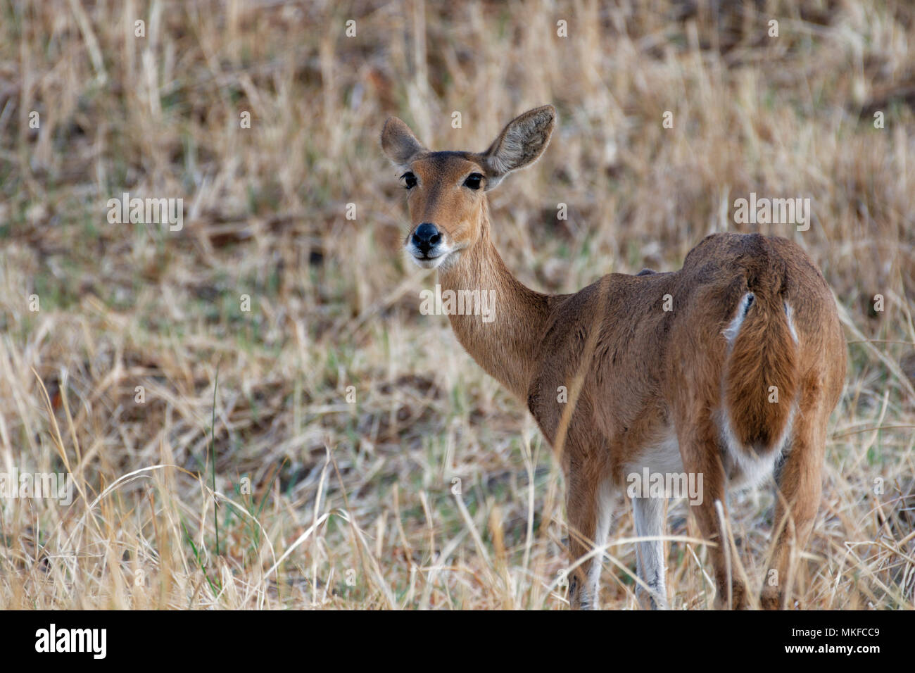 Southern Reedbuck (Redunca arundinum), Botswana Stock Photo - Alamy