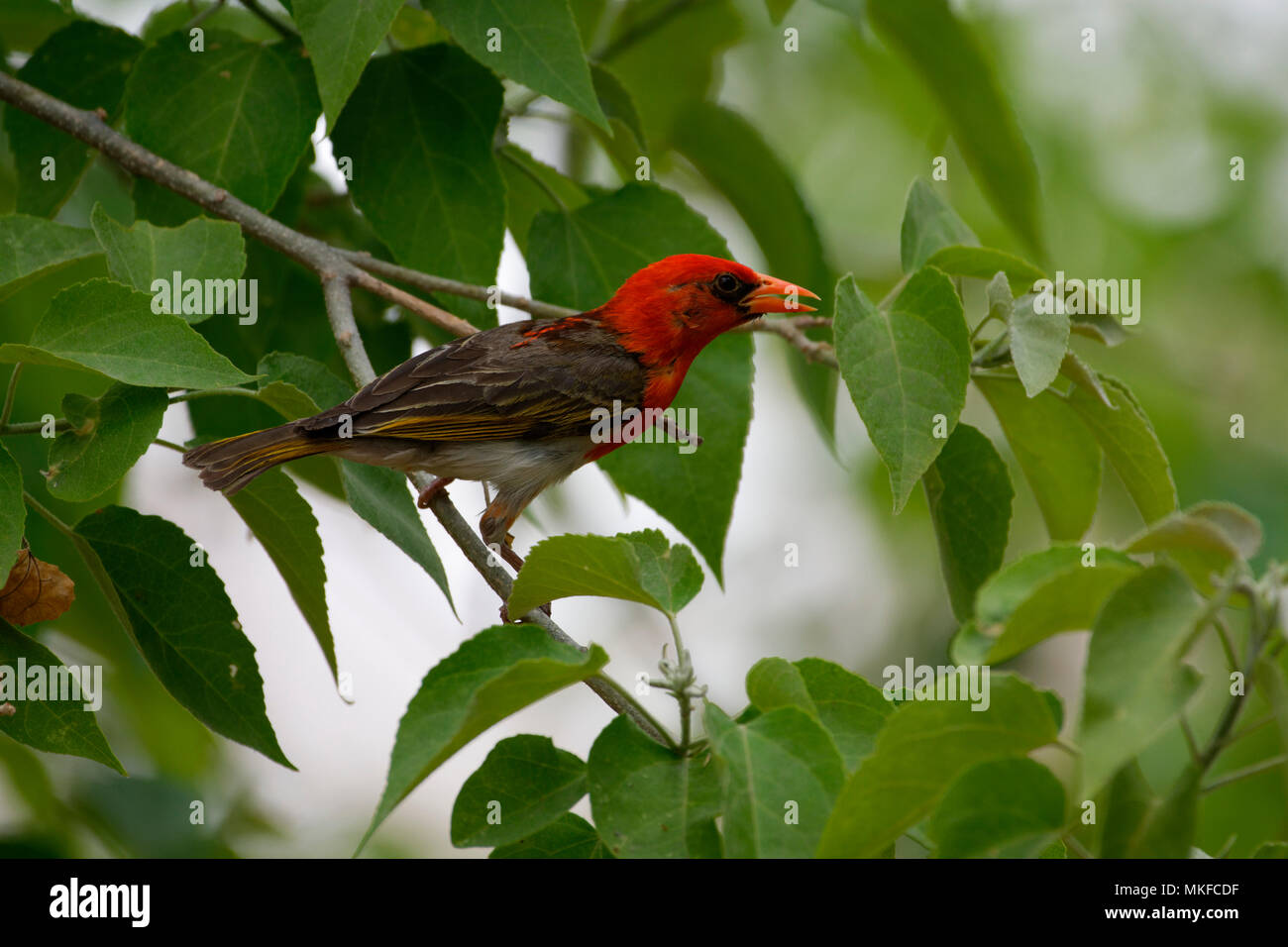 Southern red headed weaver anaplectes rubriceps hi-res stock ...