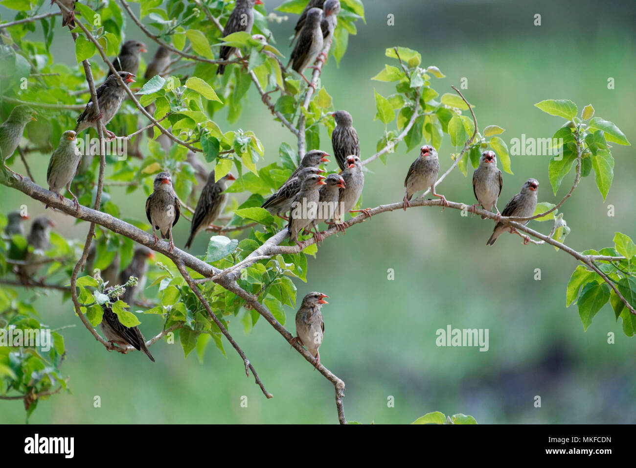 Red-billed quelea (Quelea quelea) on a branch, Botswana Stock Photo - Alamy