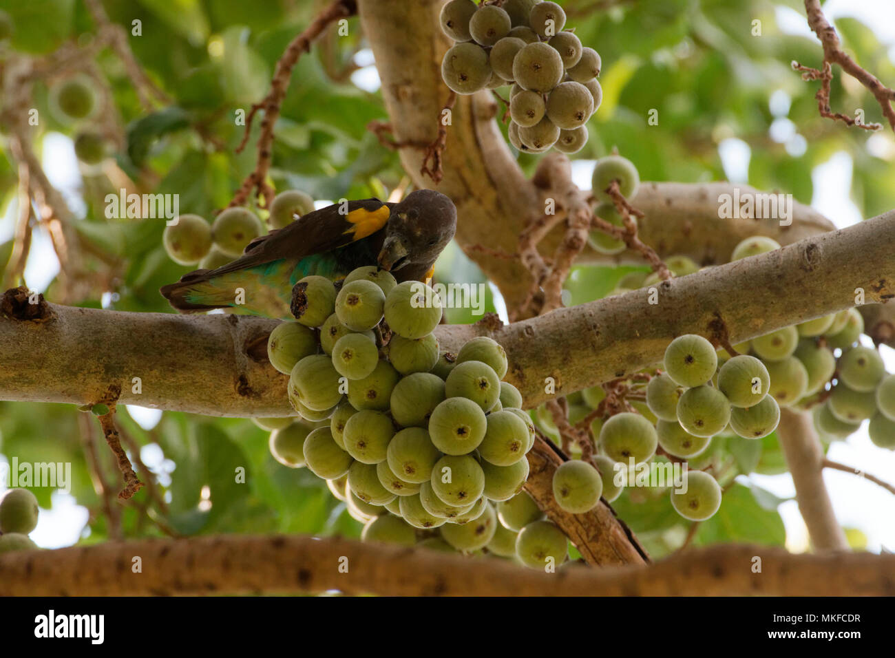 Meyer's parrot (Poicephalus meyeri) feeding on a fig tree, Botswana ...