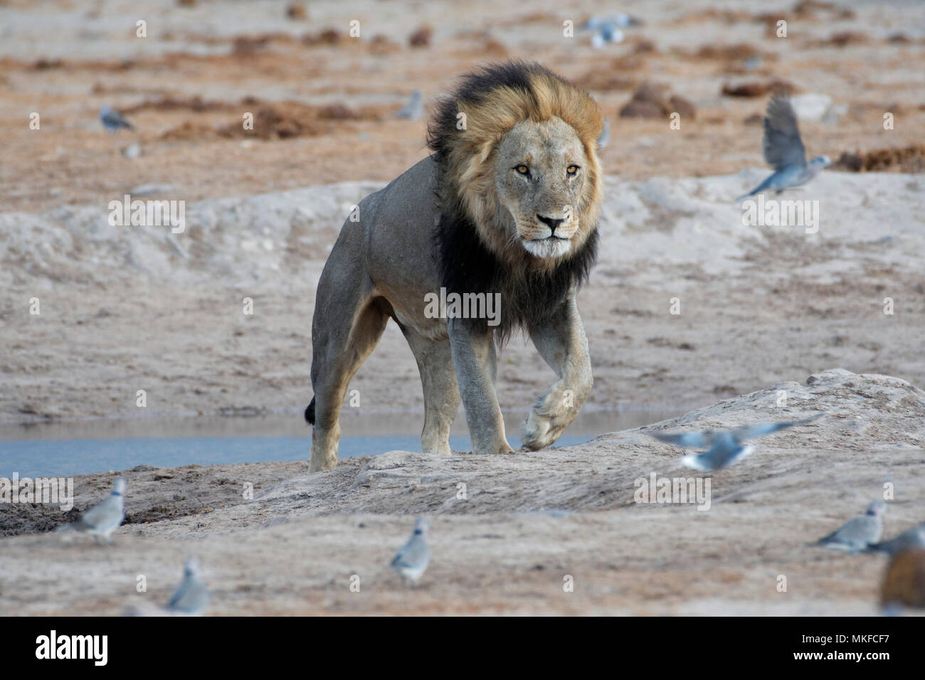 Lion (Panthera leo) walking in a dove flock, Botswana Stock Photo - Alamy