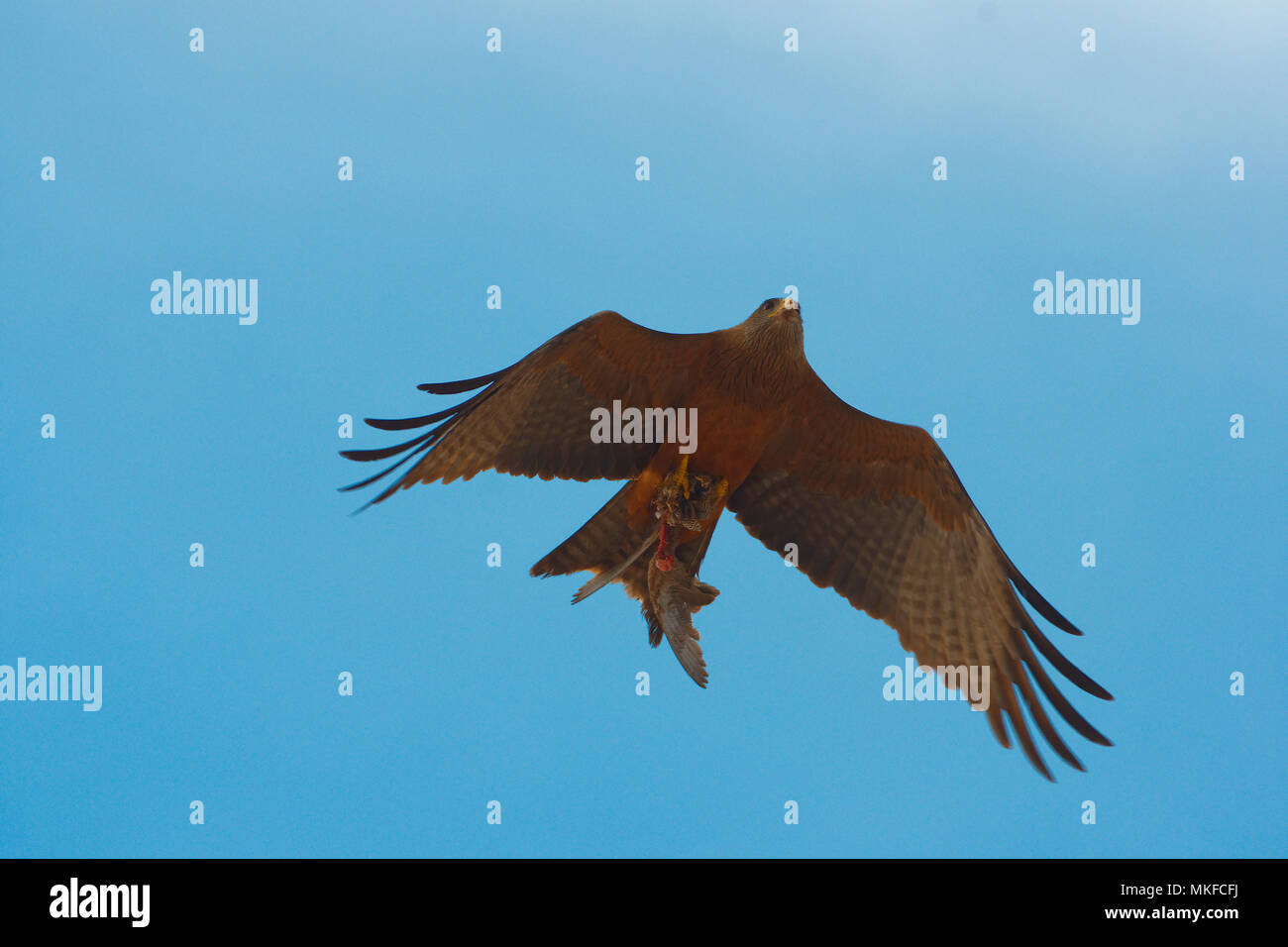 Yellow-billed Kite (Milvus aegyptius) in flight with a prey in talons ...